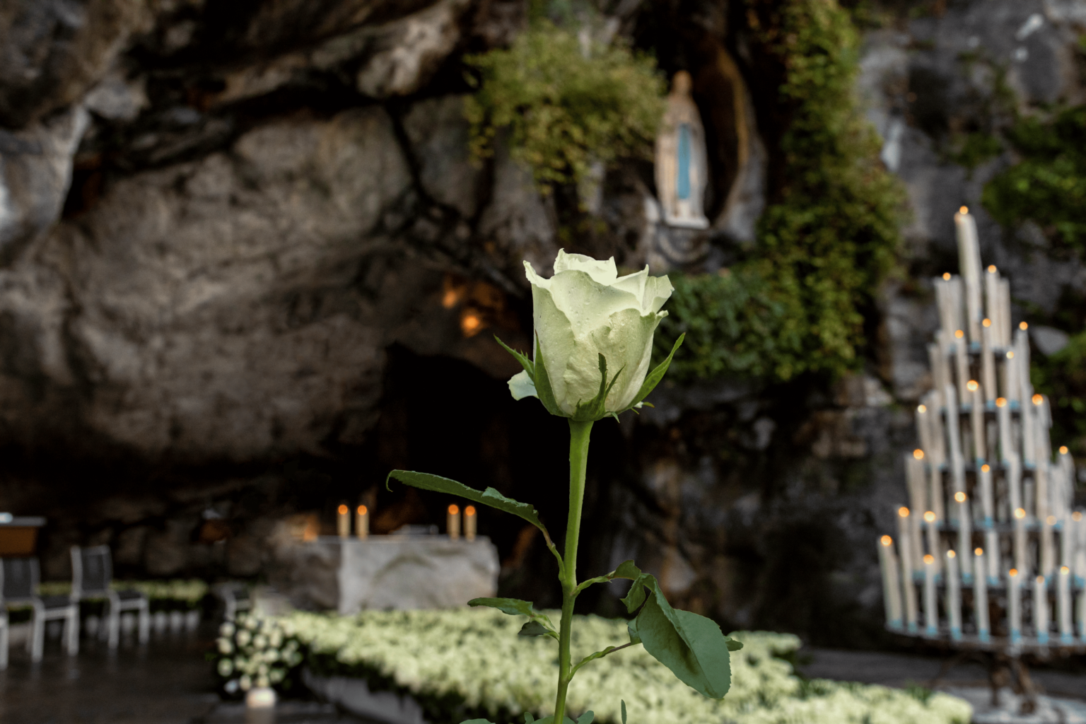 Santuário de Lourdes: Milhares de rosas no dia da Imaculada Conceição ...